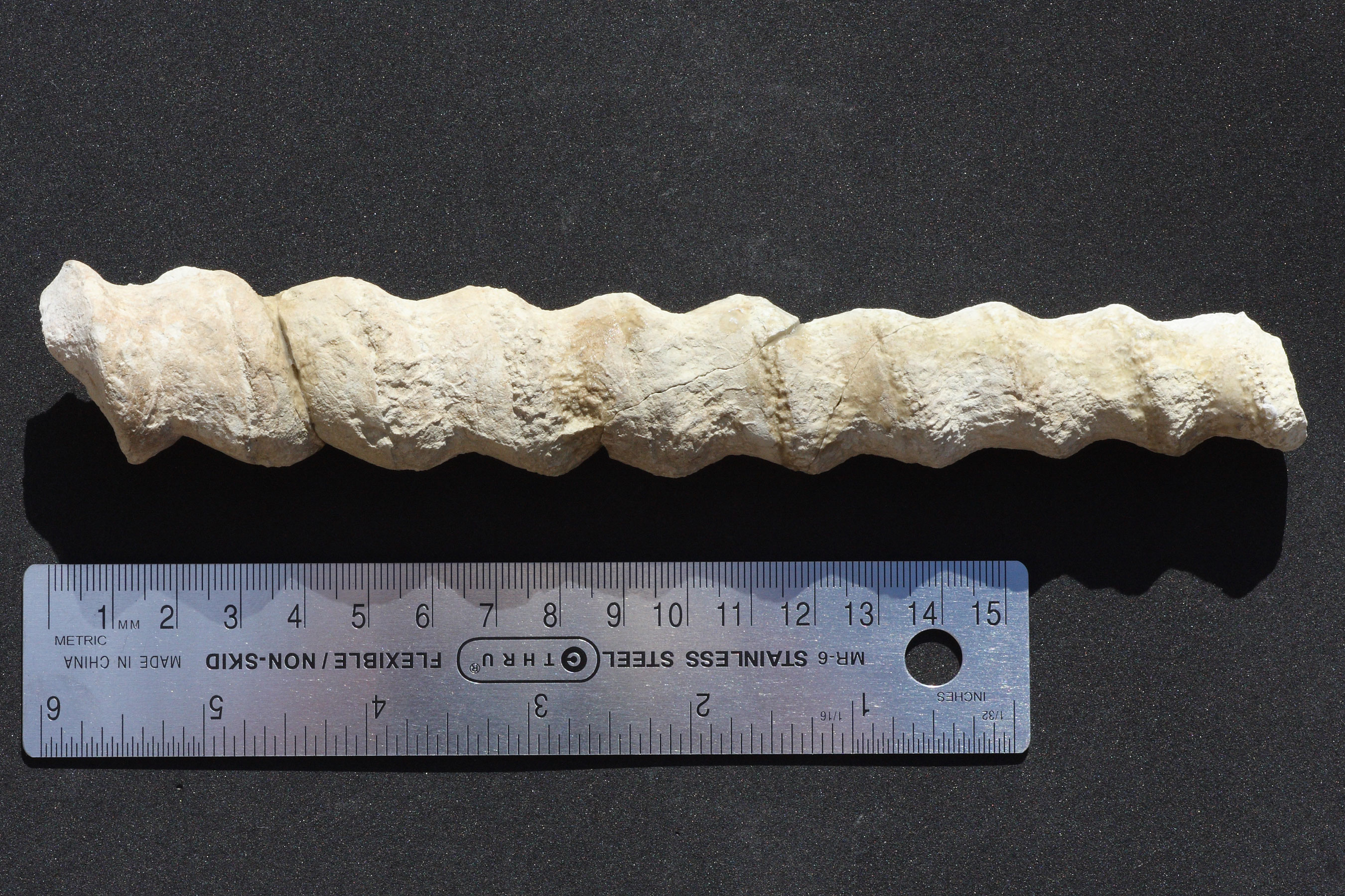 Fossil Collection F-105, Nerinea aquilina